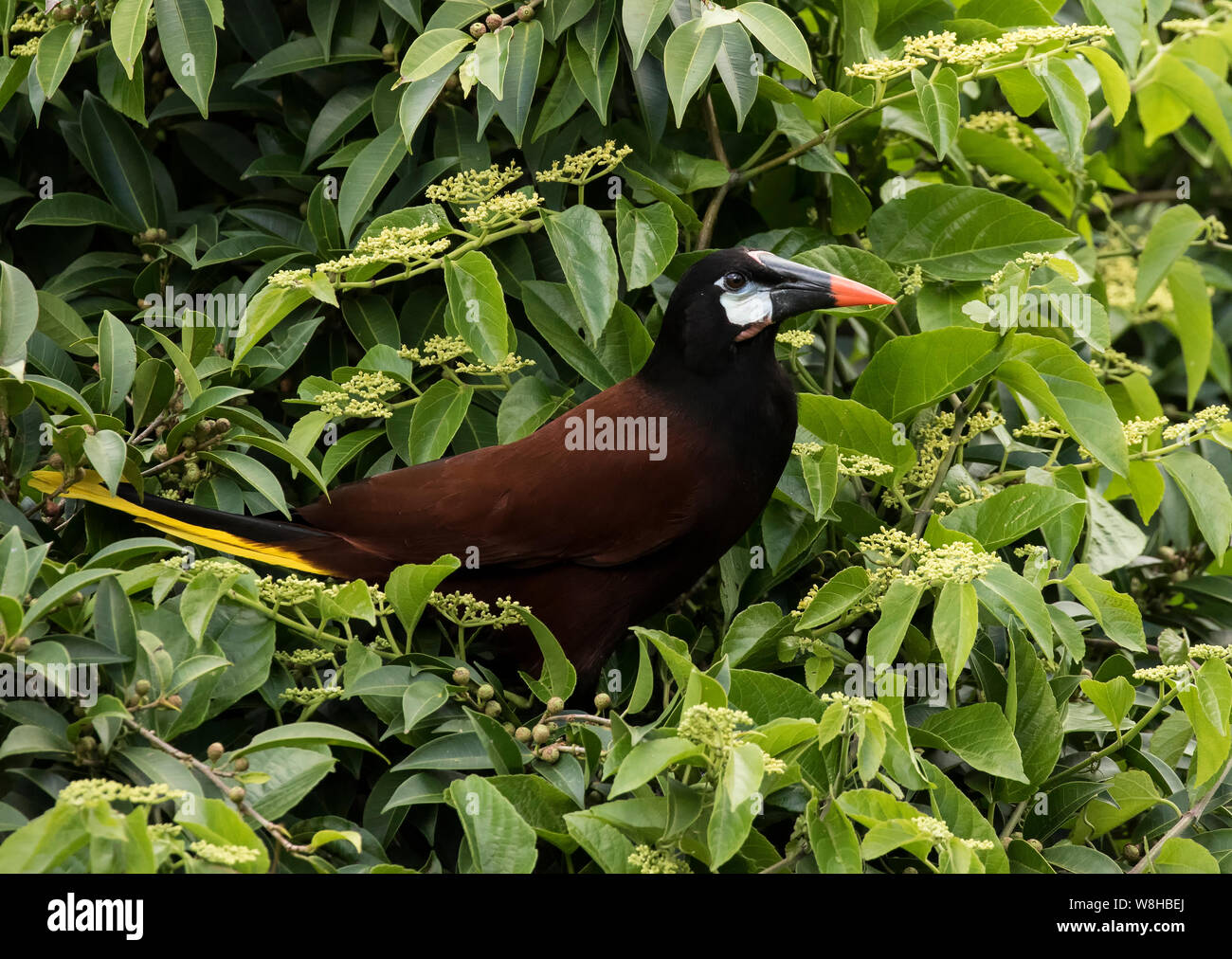 Oropendola bird hi-res stock photography and images - Alamy