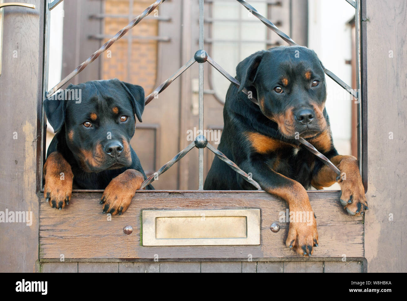 Rottweilers, dog bread sitting on the entrance gate of the house ...