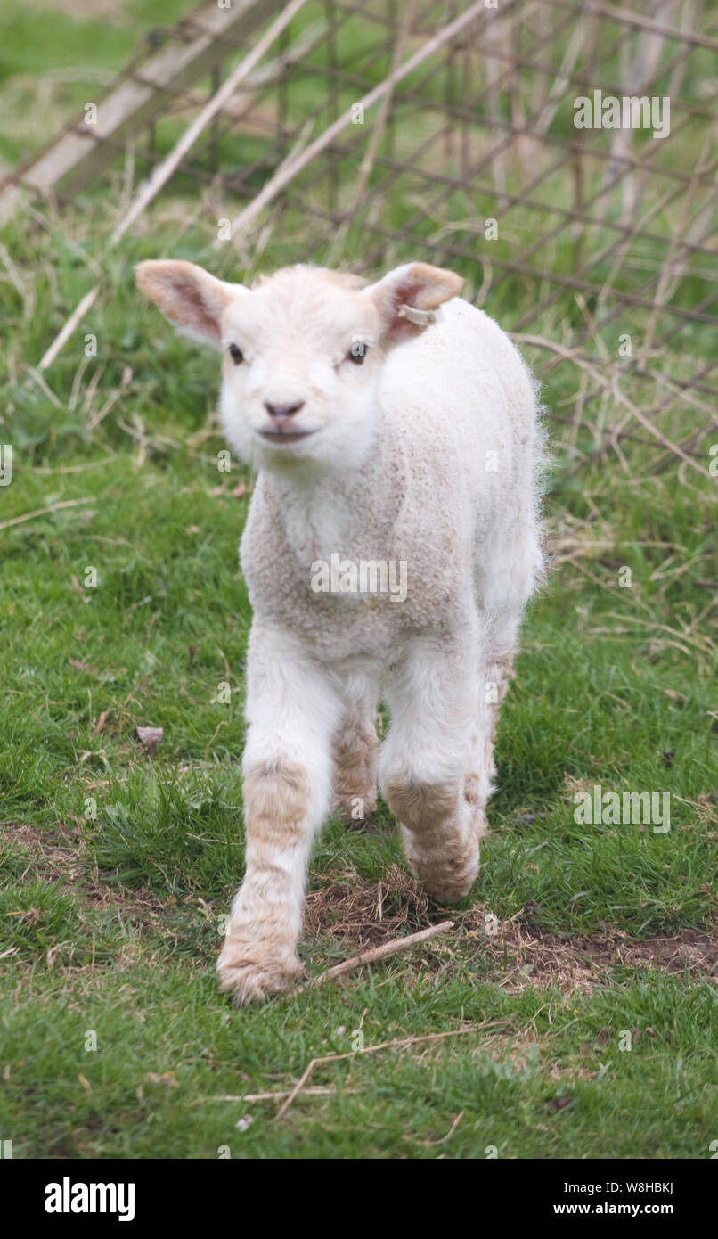 Farm Animals - Lamb Stock Photo - Alamy