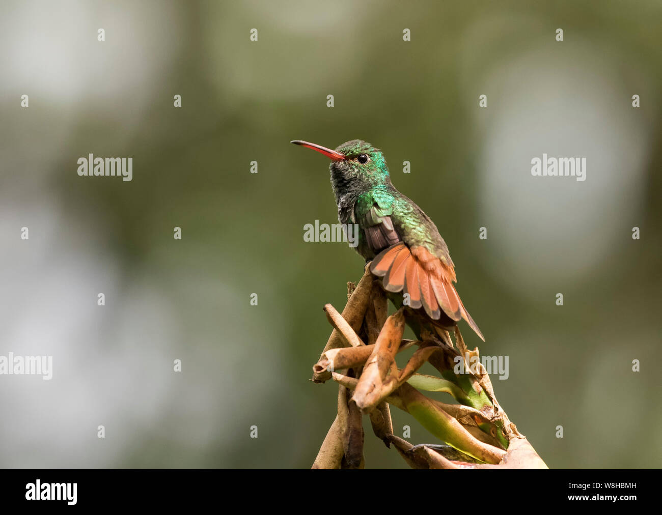 Perched hummingbird hi-res stock photography and images - Alamy