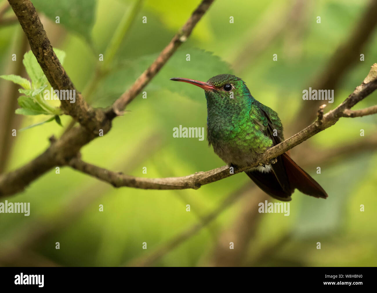 Perched hummingbird hi-res stock photography and images - Alamy