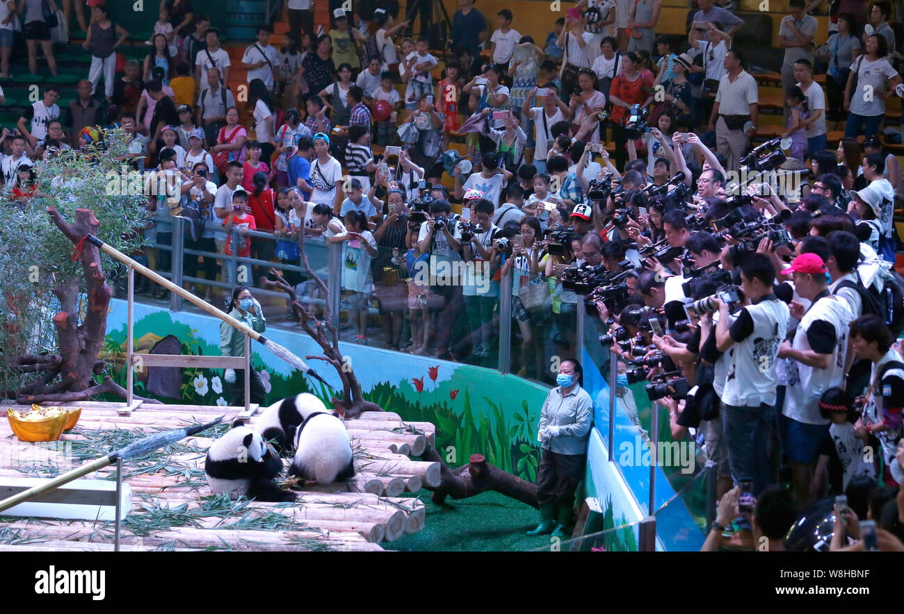 People watch the panda triplets eating bamboo during a celebration ...