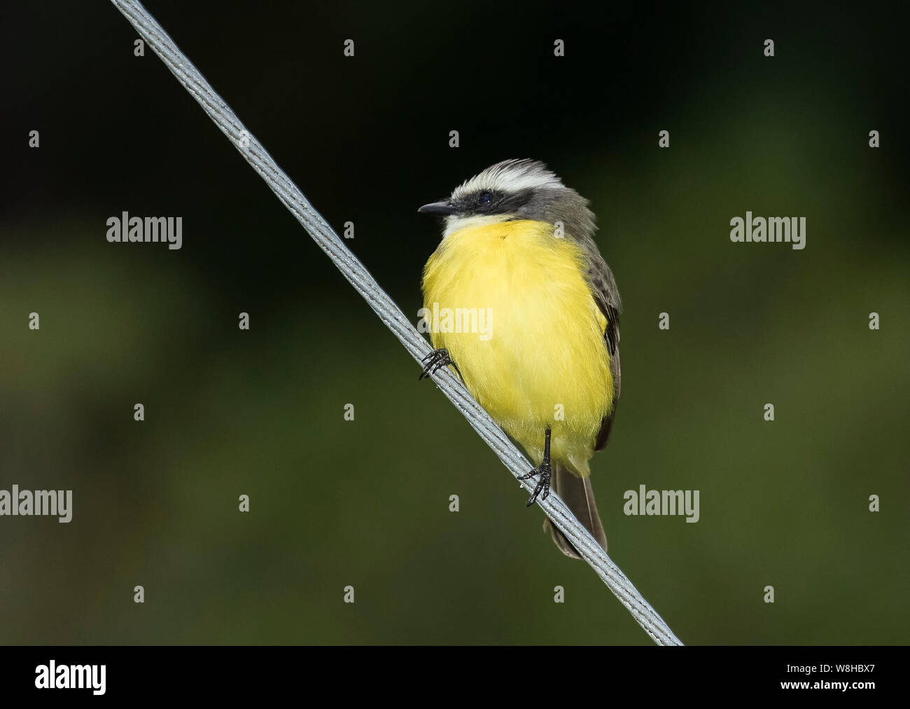 Social passerine bird hi-res stock photography and images - Alamy