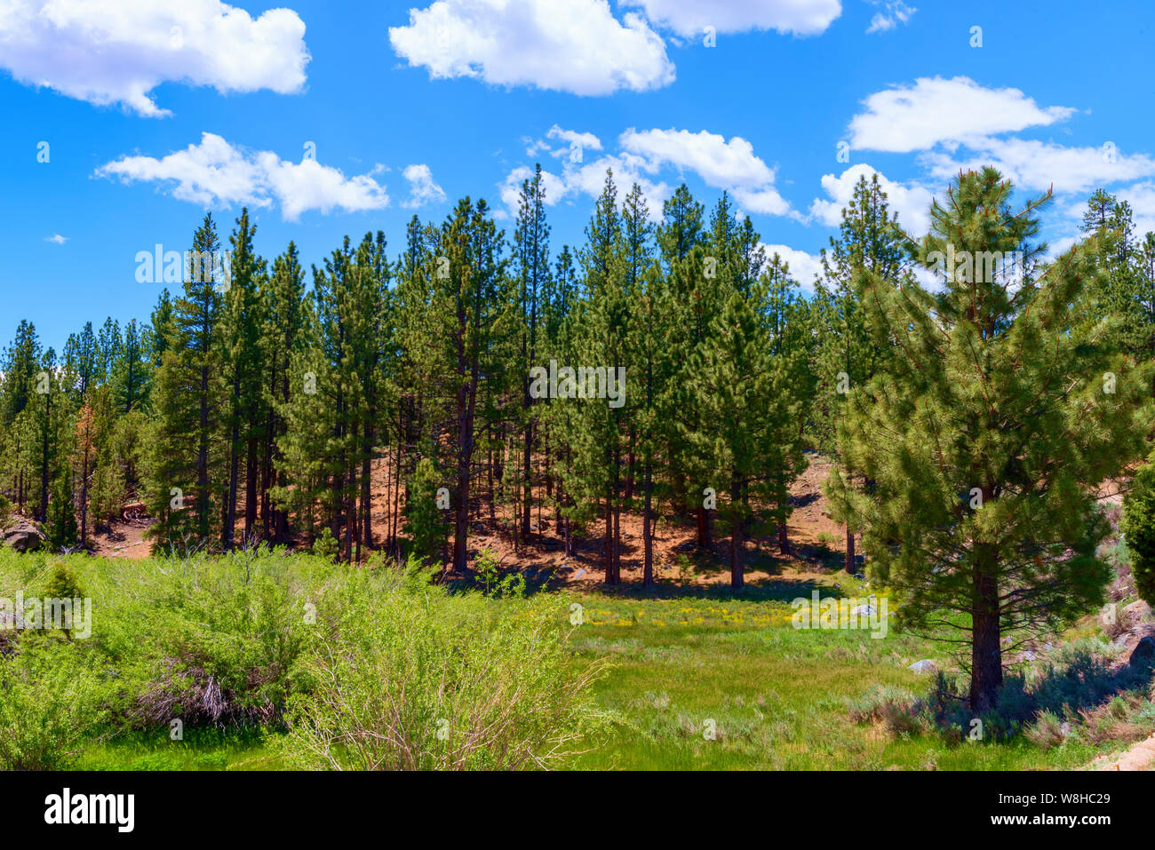 Green valley with grass, bushes and pine trees on hillside under bright ...