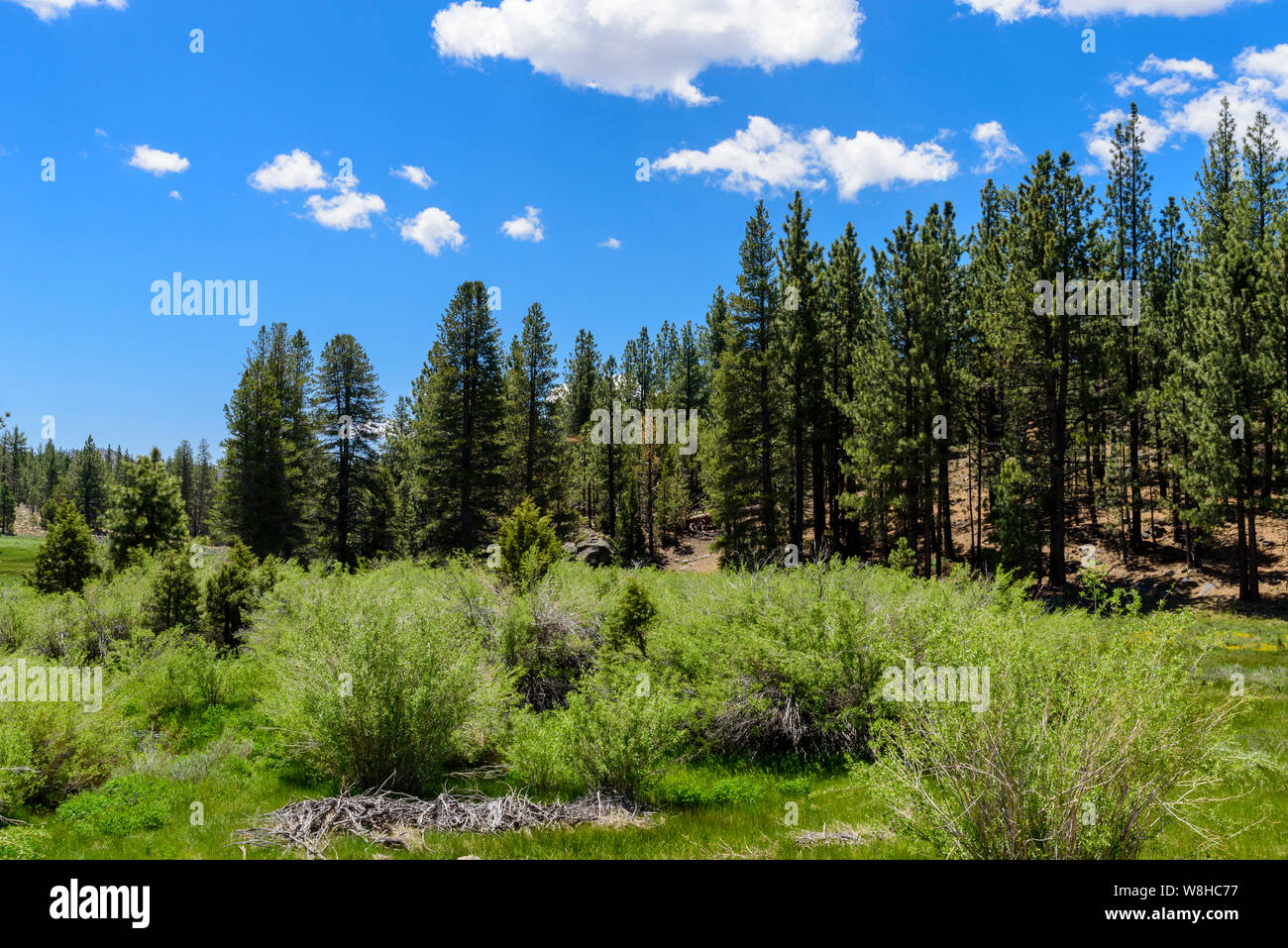 Green valley with green bushes, grass. Tall pine trees on hillside ...