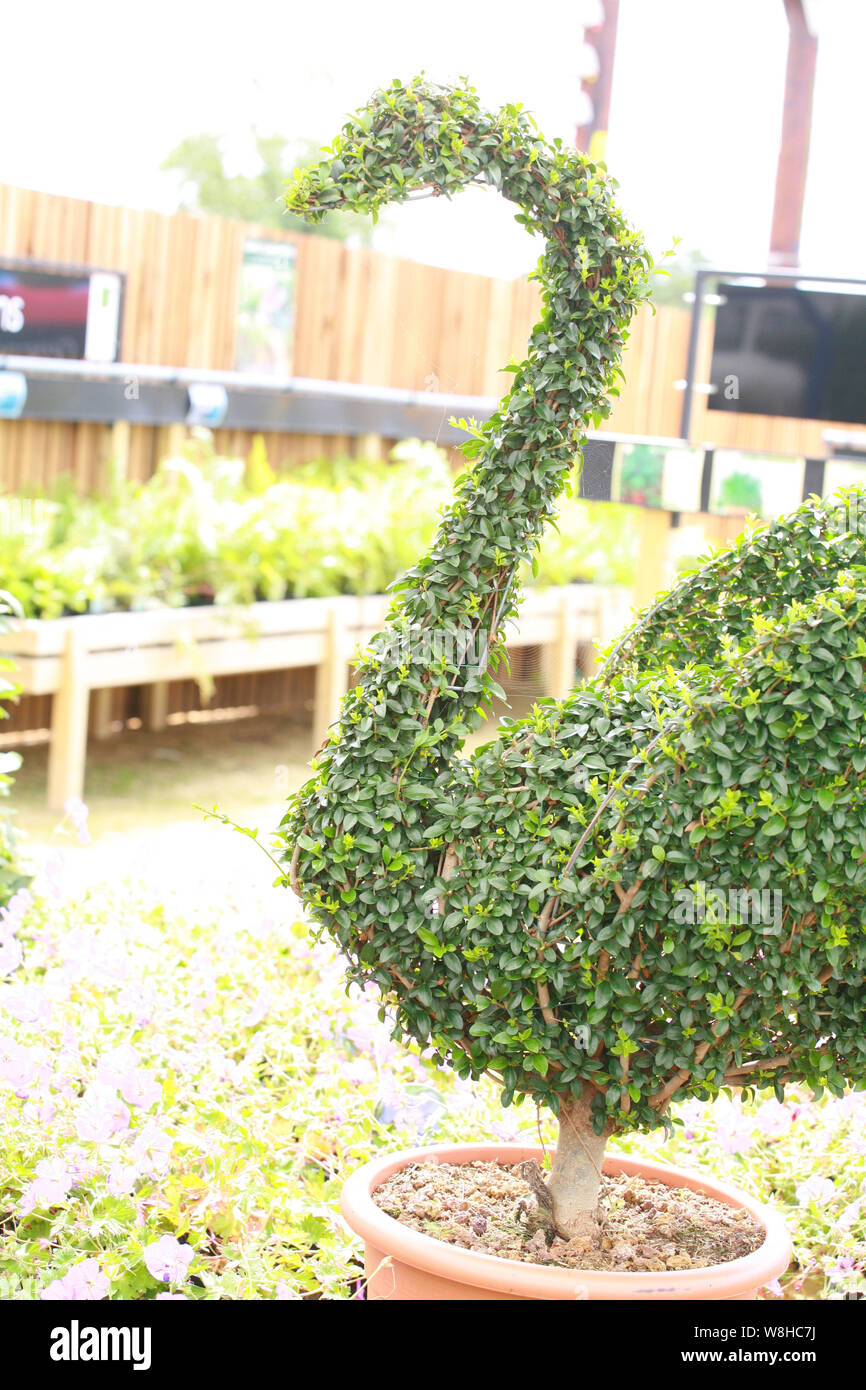 Swan topiary hi-res stock photography and images - Alamy