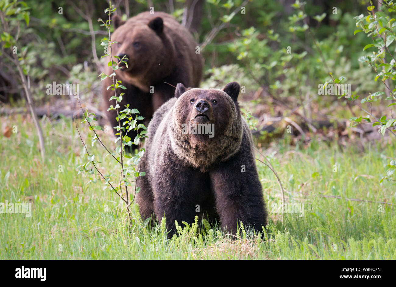 Grizzly bear in the wild Stock Photo - Alamy