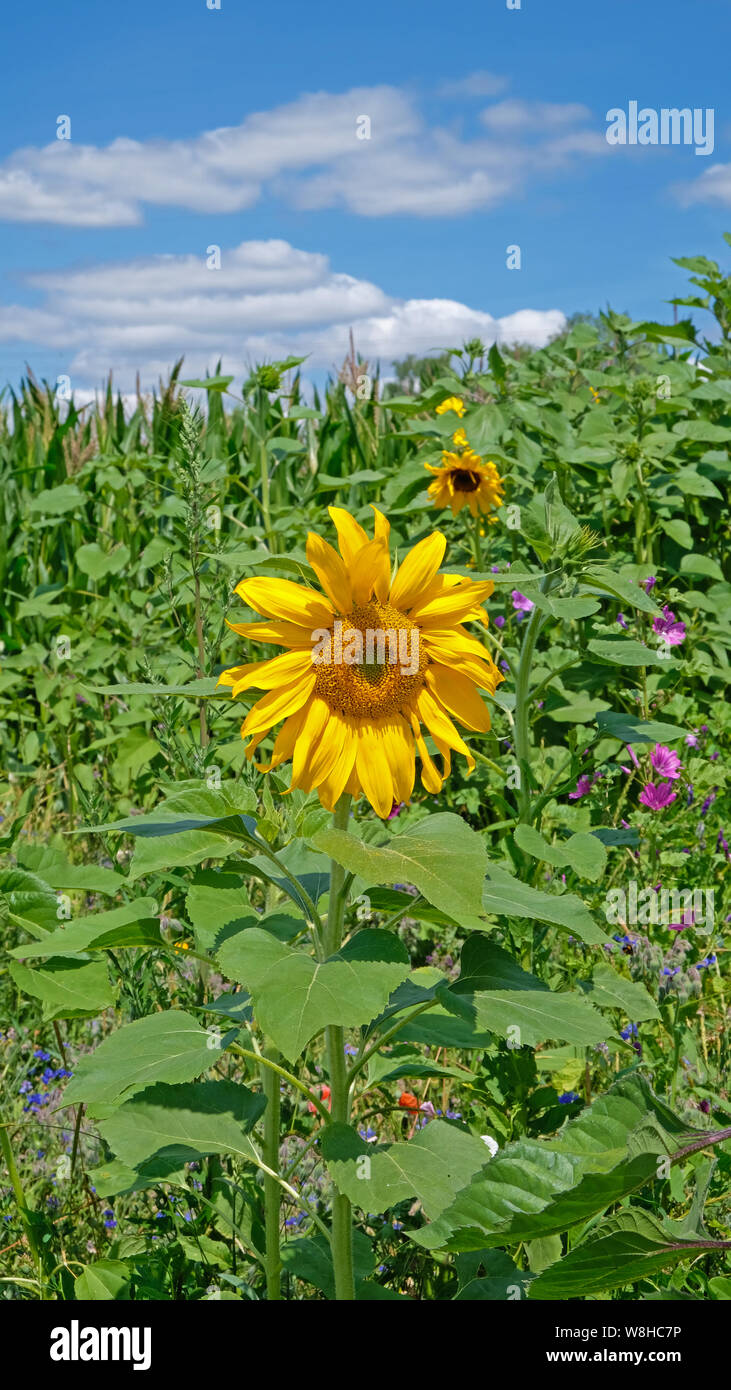 Magical sunflower looks for sunlight Stock Photo - Alamy