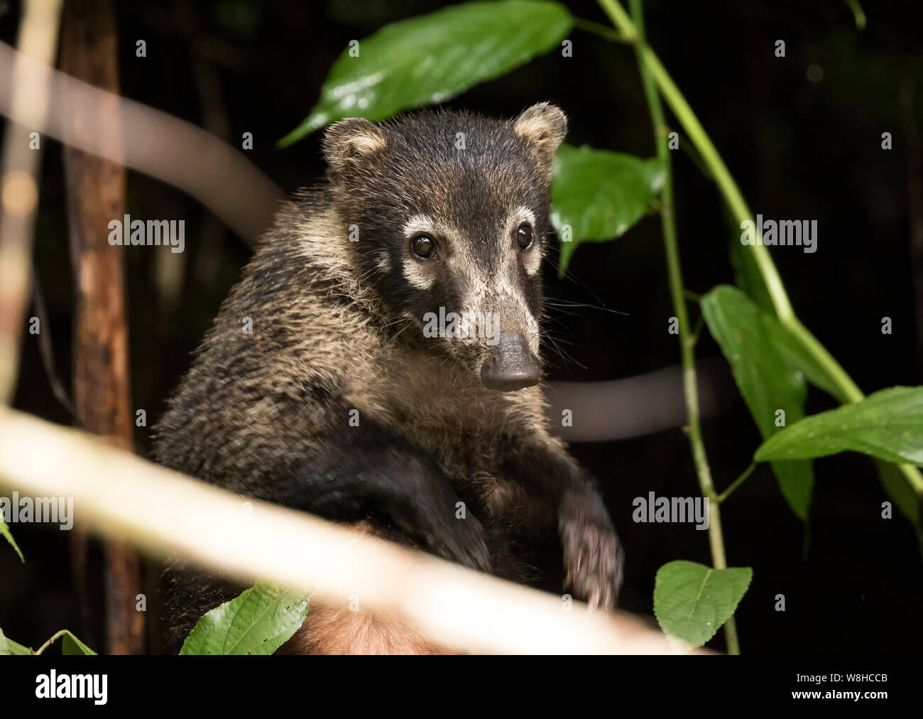 Coati arenal hi-res stock photography and images - Alamy