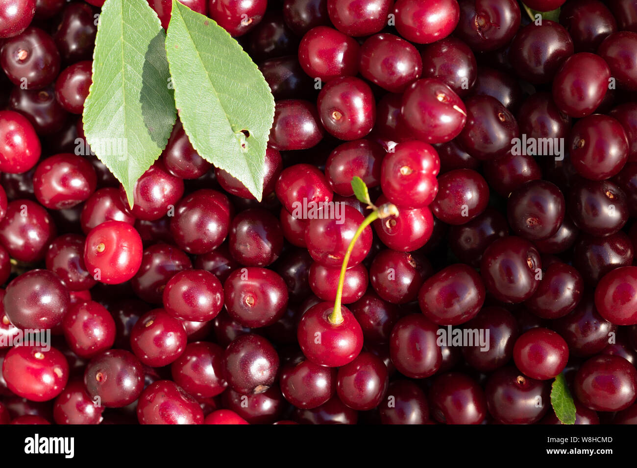 ripe red cherries background Stock Photo - Alamy