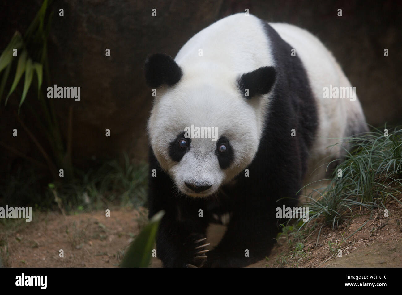 Female fujian province hi-res stock photography and images - Alamy