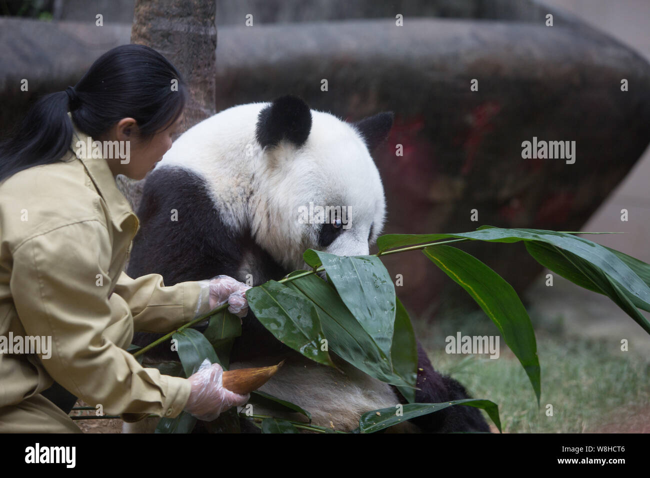 A Chinese employee feeds 35-year-old female giant panda Basi with ...