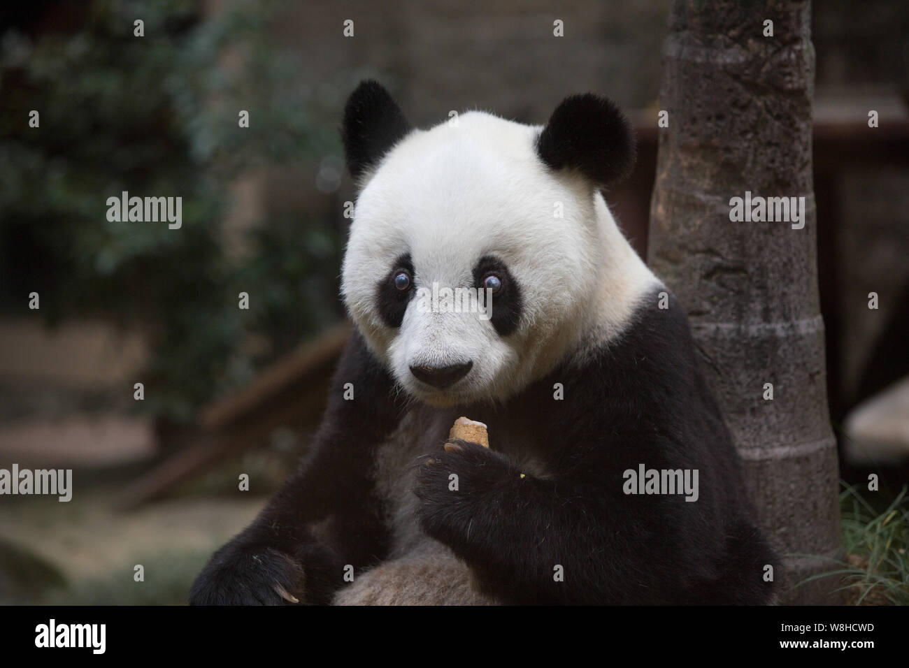 Female fujian province hi-res stock photography and images - Alamy