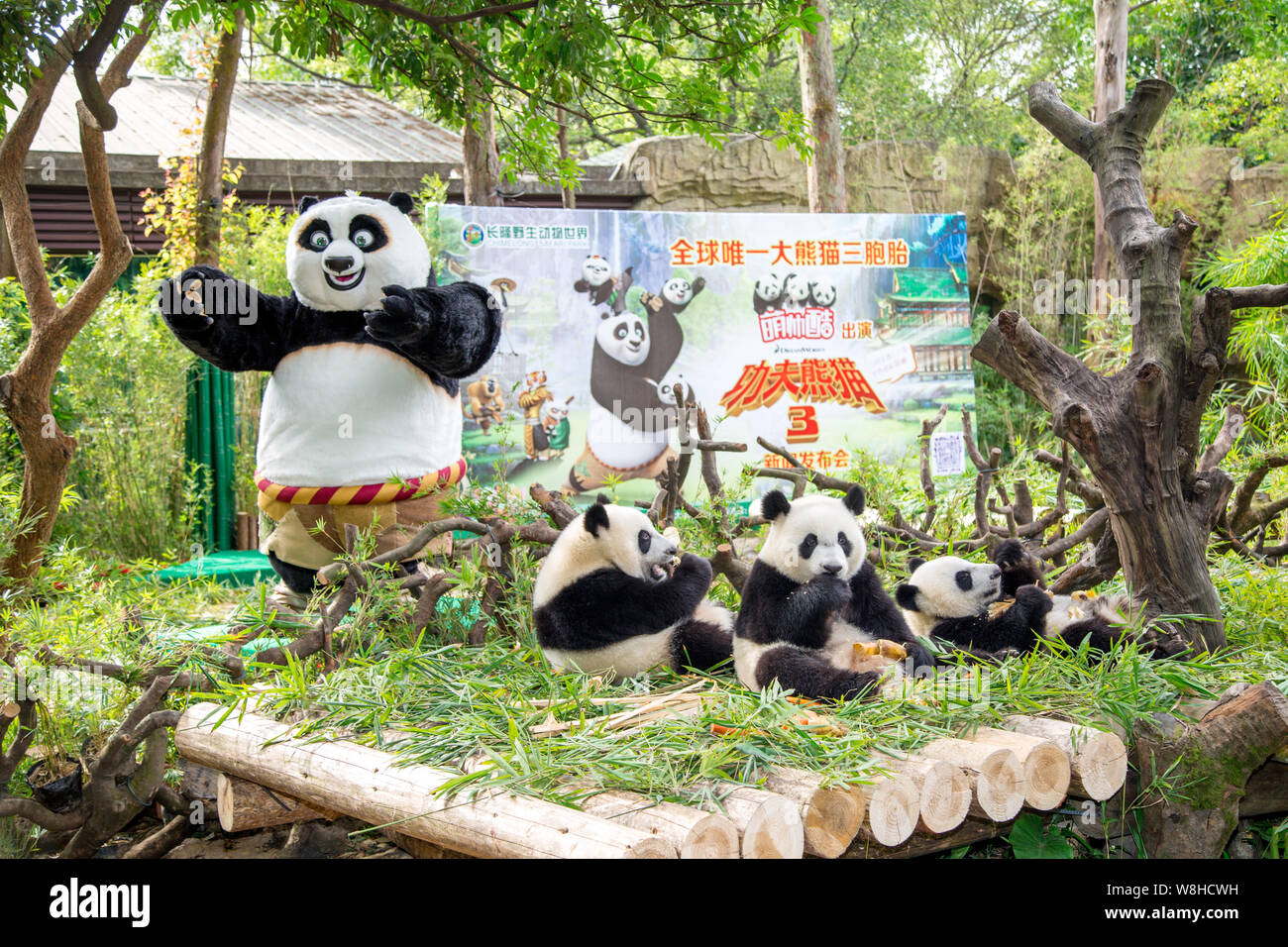 The panda triplets Meng Meng, Shuai Shuai and Ku Ku eat food next to an ...