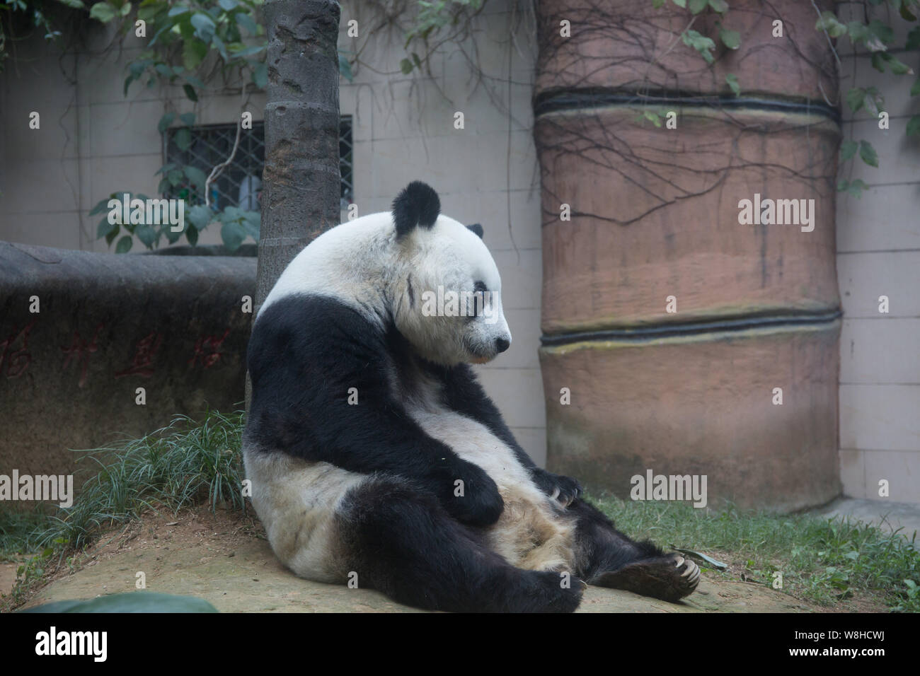 35-year-old female giant panda Basi rests at the Fuzhou Giant Panda ...