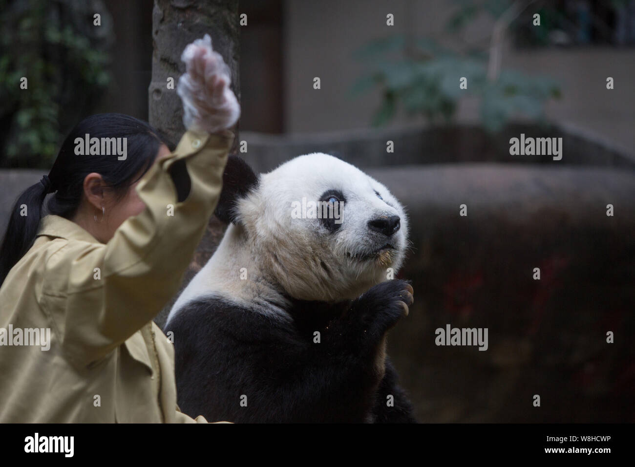 35-year-old female giant panda Basi waves at the Fuzhou Giant Panda ...