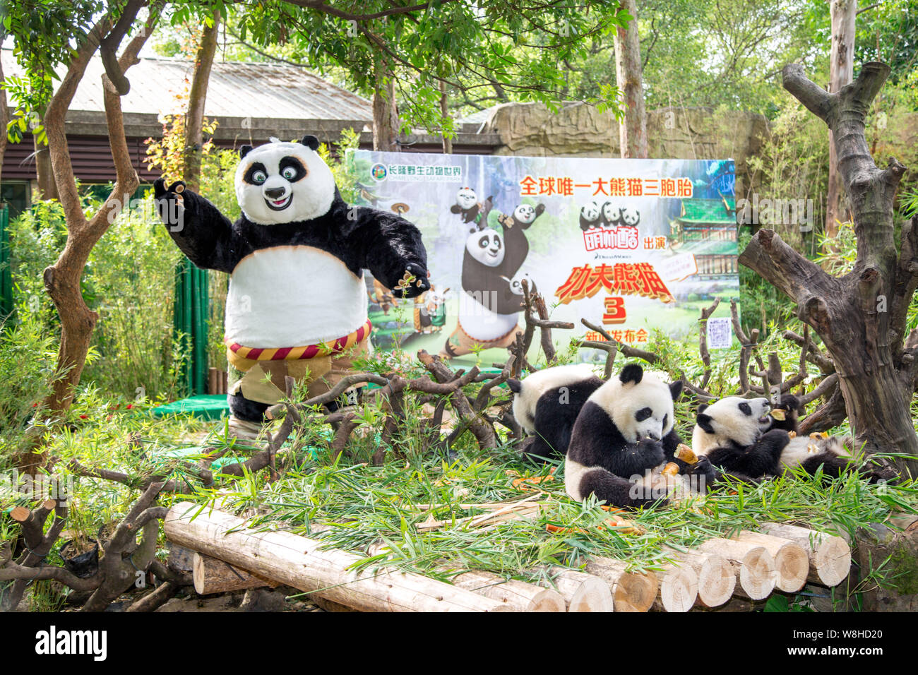 The panda triplets Meng Meng, Shuai Shuai and Ku Ku eat food next to an ...