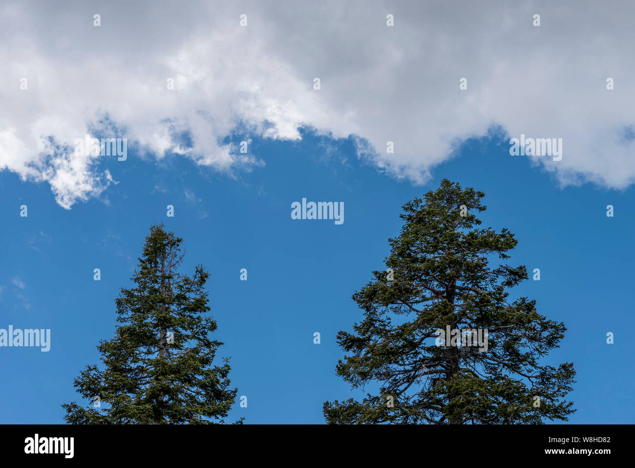 Tree tops against blue sky with white clouds Stock Photo - Alamy