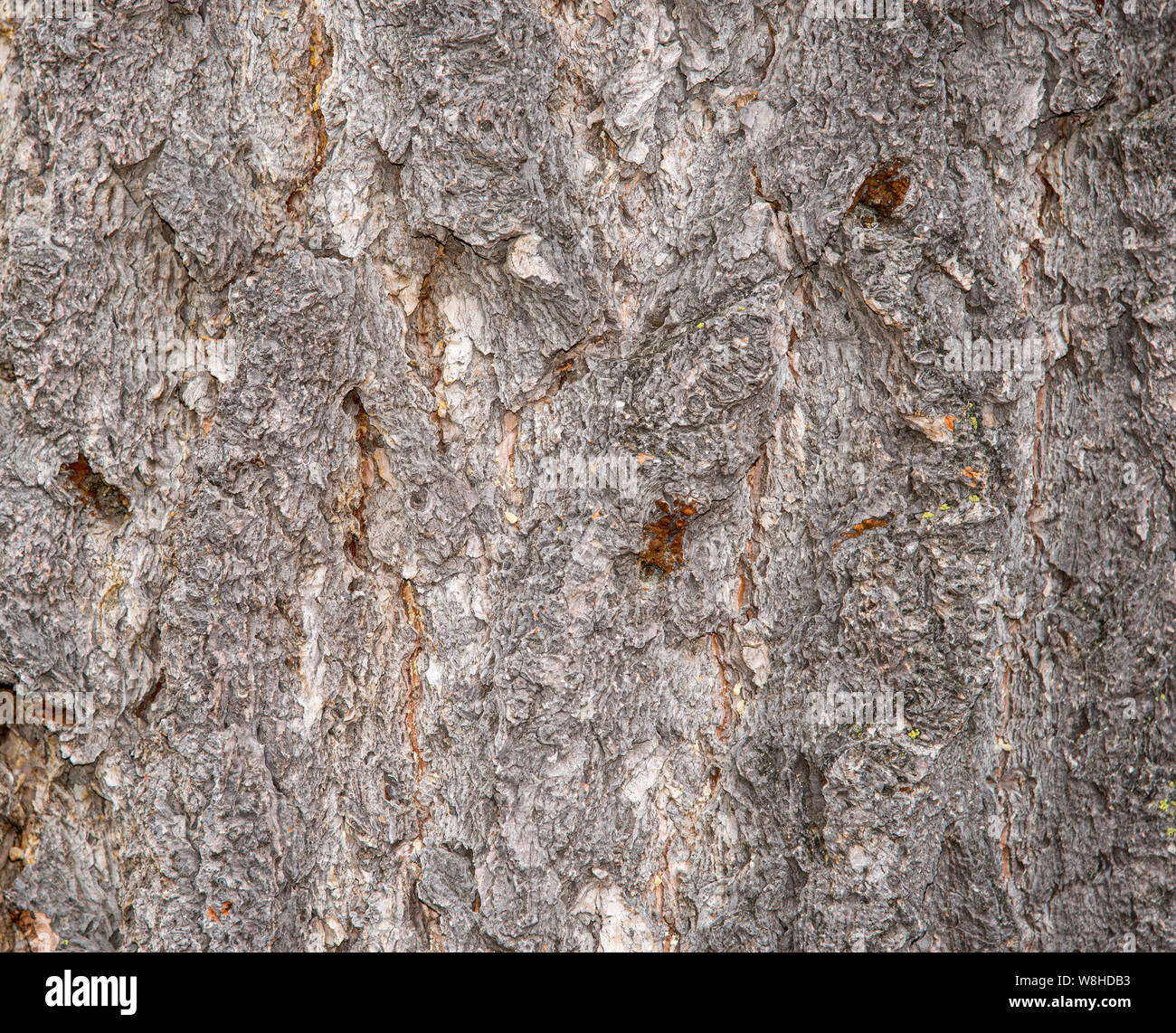 Pine tree bark closeup Stock Photo - Alamy