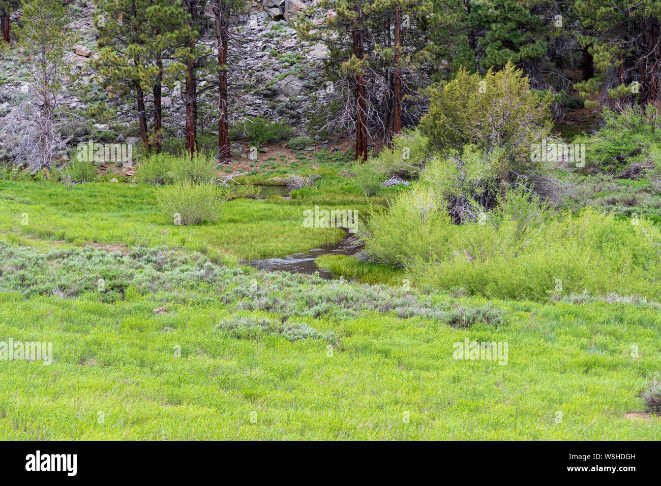 Stream with trees and grass hi-res stock photography and images - Alamy