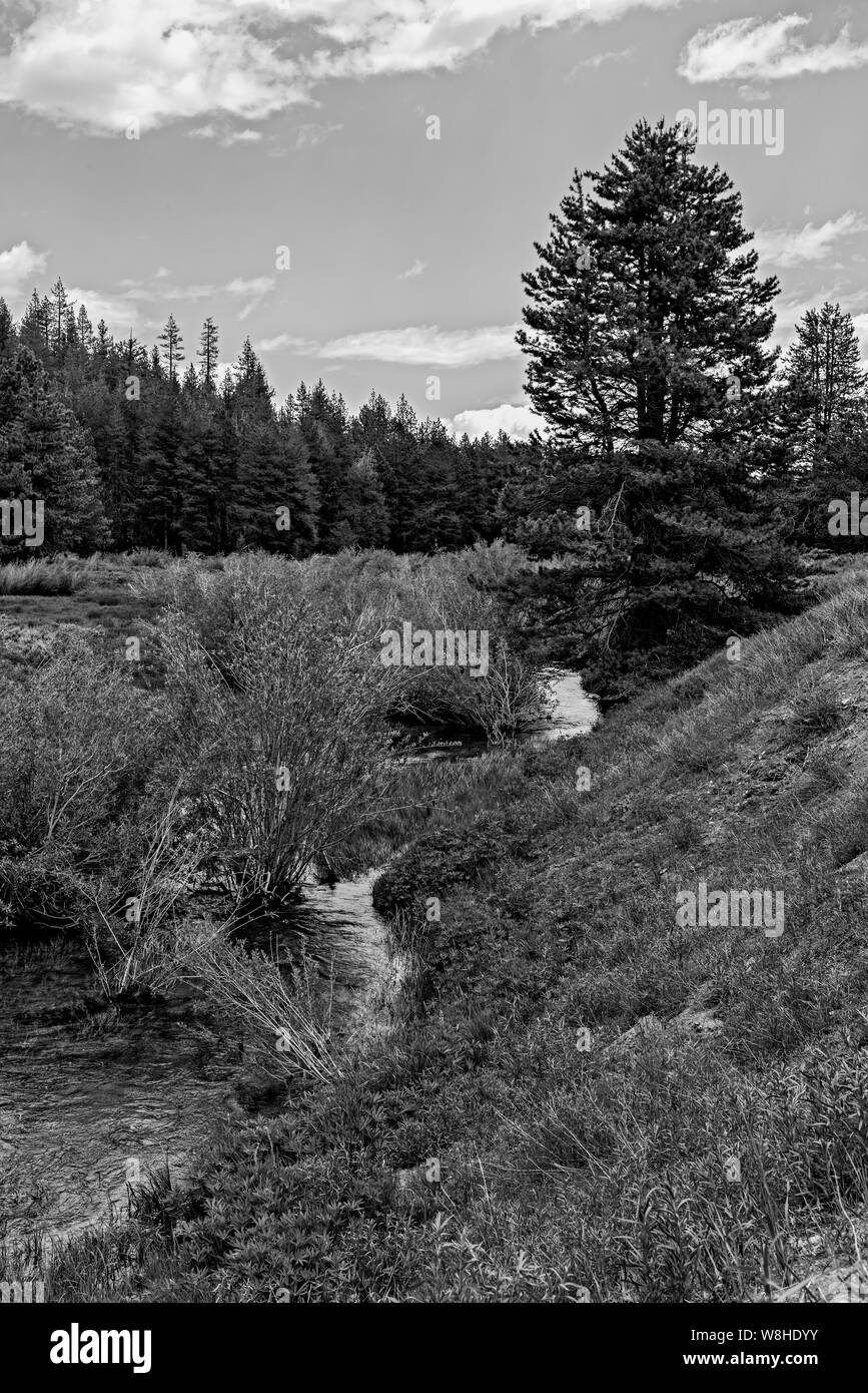 Stream running through meadows past pine tree towards forest beyond ...