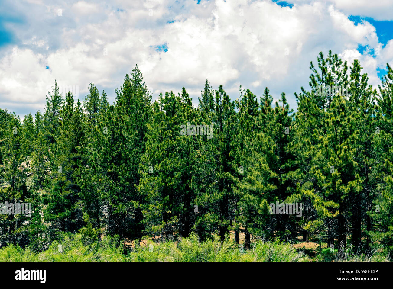 Forest of green pines under bright blue sky with white fluffy clouds ...