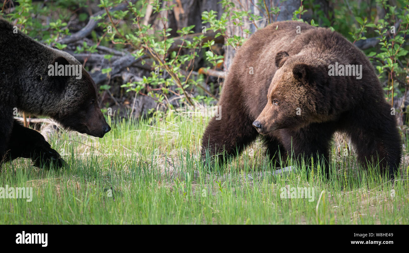 Grizzly bear in the wild Stock Photo - Alamy