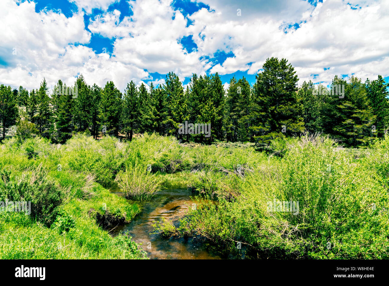 Stream running through green meadow with green bushes and grass towards ...