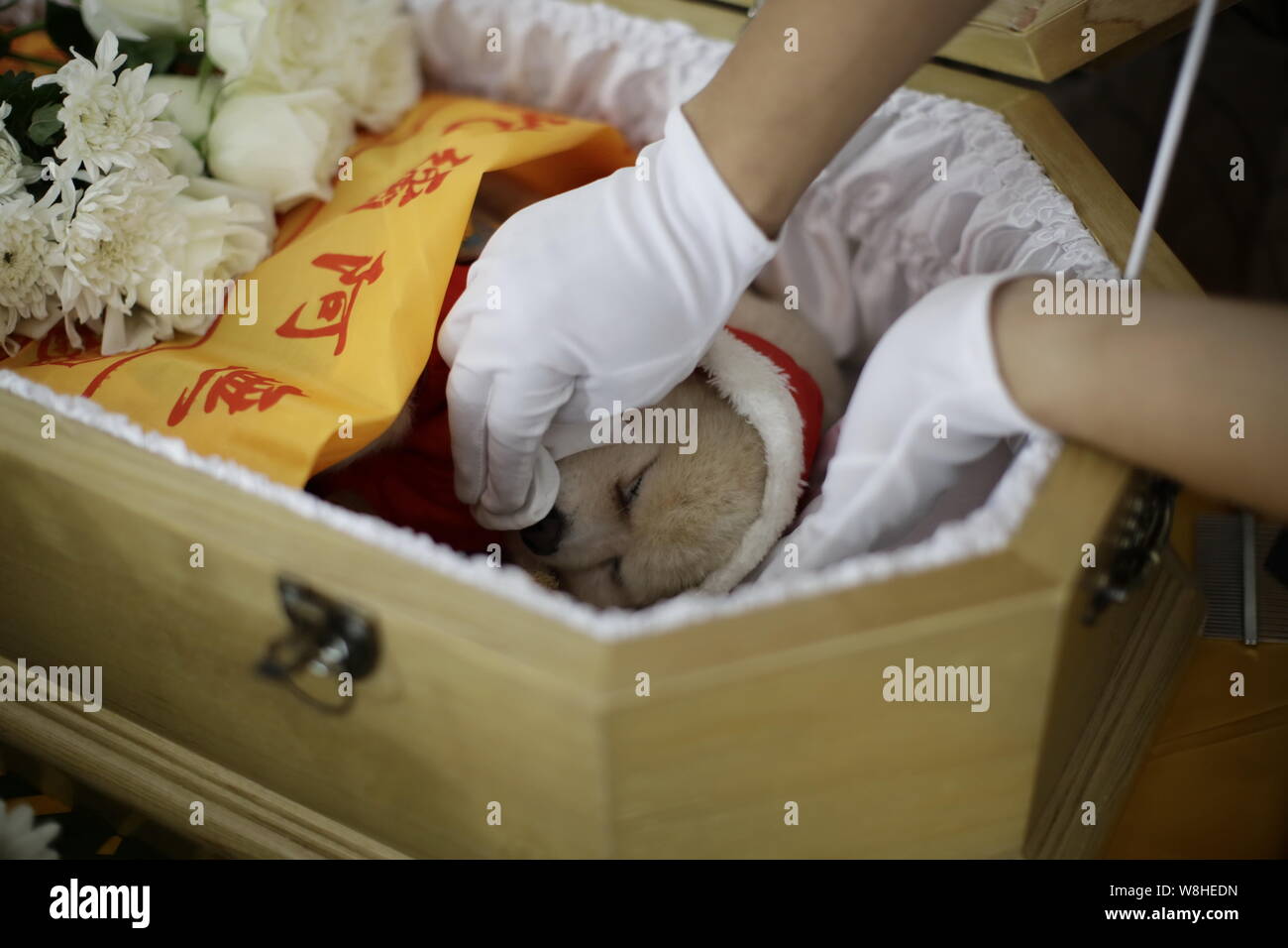 An employee cleans the body of a pet dog during its luxury funeral at a ...