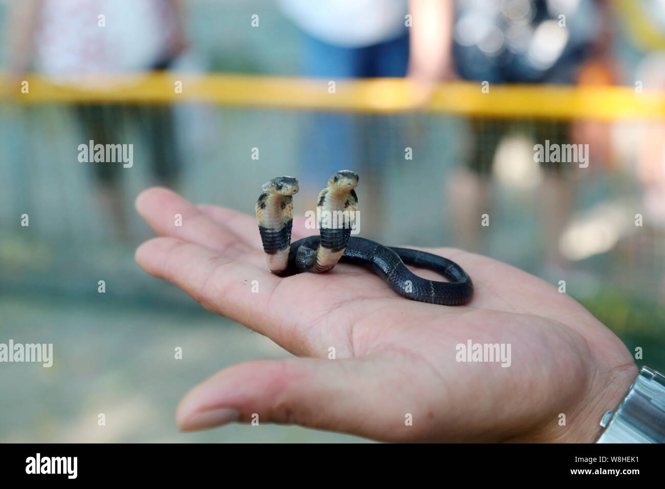 Two headed snake hi-res stock photography and images - Alamy
