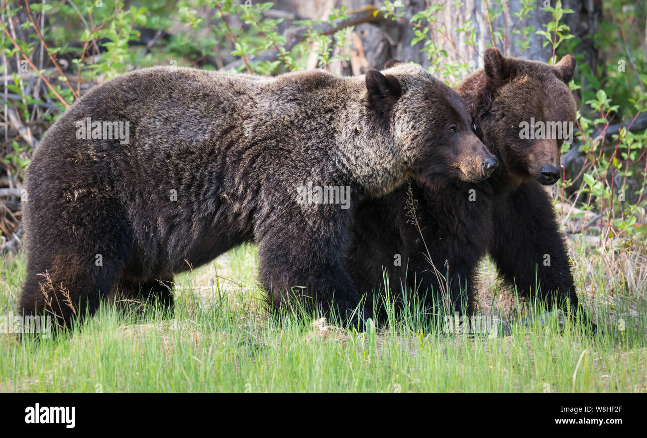 Grizzly bear in the wild Stock Photo - Alamy