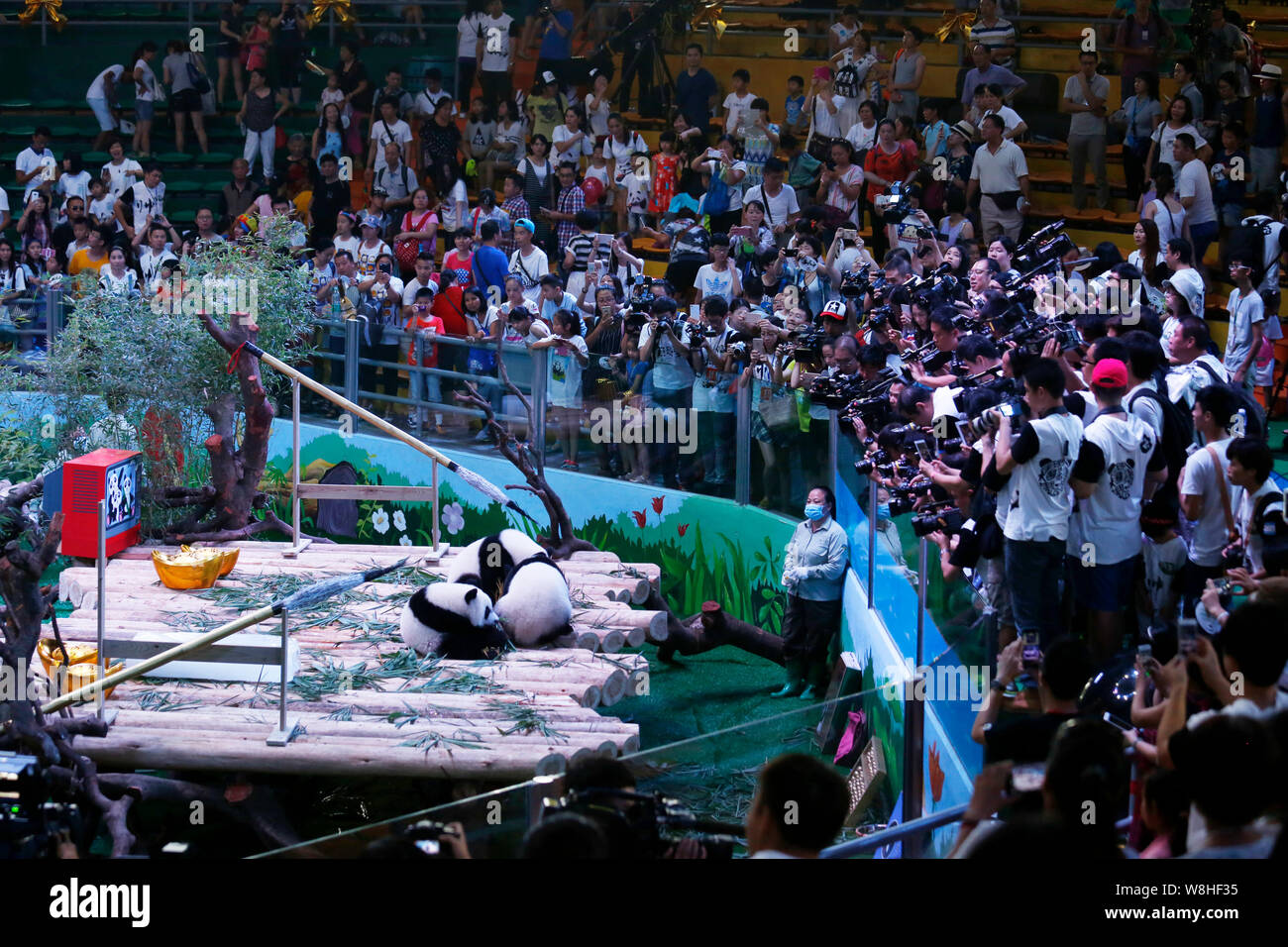 People watch the panda triplets eating bamboo during a celebration ...