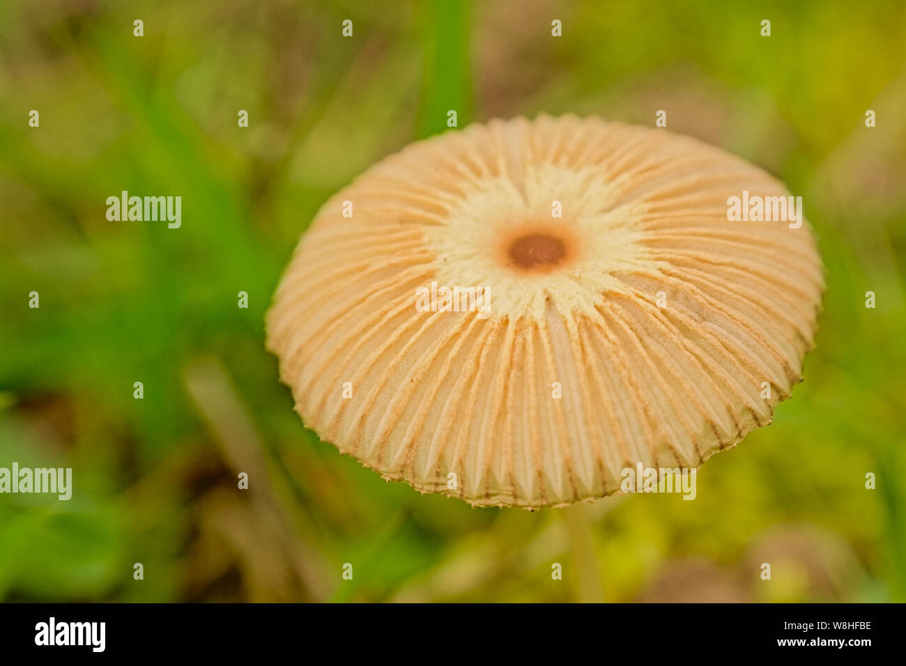 Pleated inkcap hi-res stock photography and images - Alamy