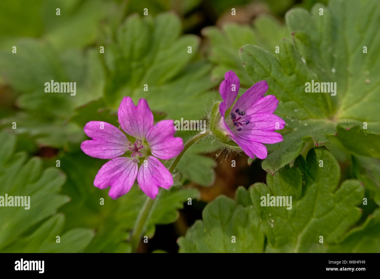 Bright purple geranium flowers, closeup - Pelargonium Stock Photo - Alamy