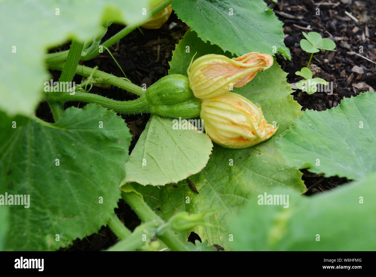 Unusual Siamese ornamental warted gourd - two gourds growing conjoined ...