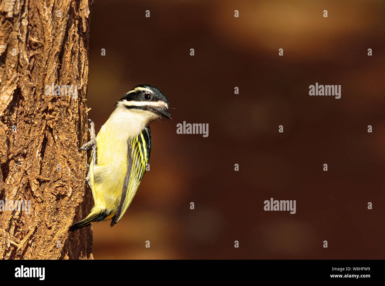 South african barbet bird hi-res stock photography and images - Alamy