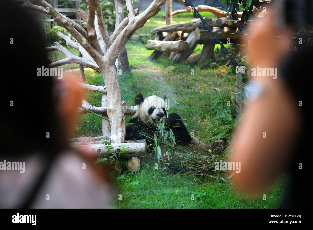 Panda ma hi-res stock photography and images - Alamy