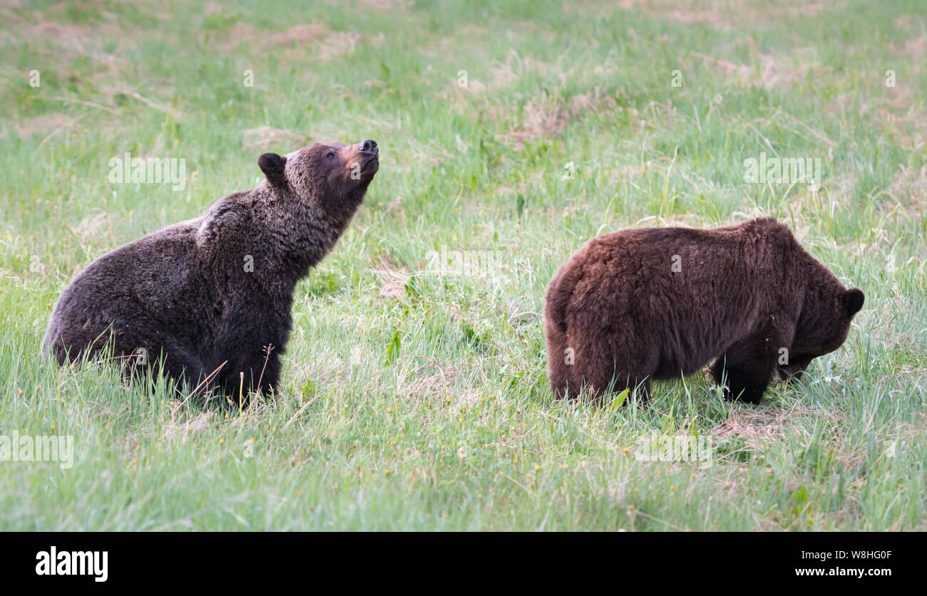 Grizzly bear in the wild Stock Photo - Alamy