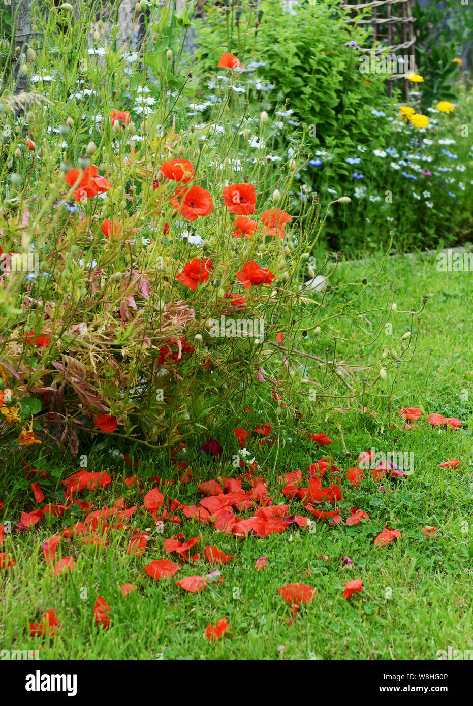Pretty red poppies in a rural flower garden, dropping their petals on ...