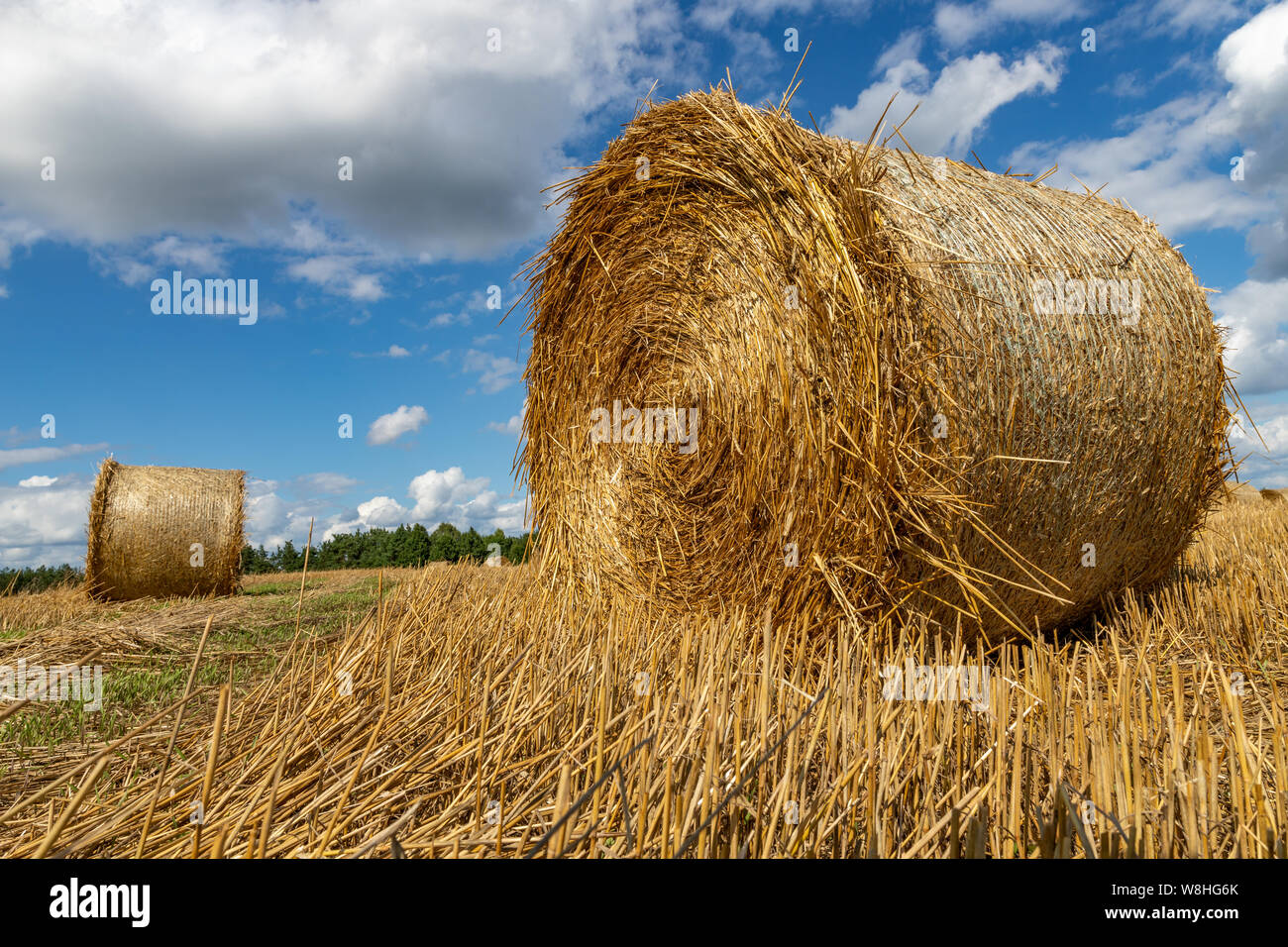 Straw pressed into round sheaves. Straw after mowing in bales in the ...