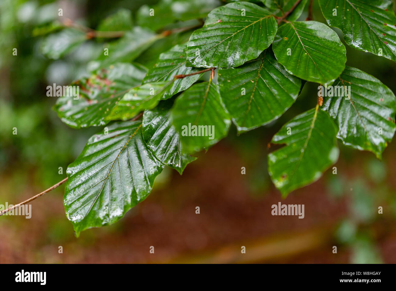 Leaves dewy with rain drops. Lush green leaves beech tree leaves ...