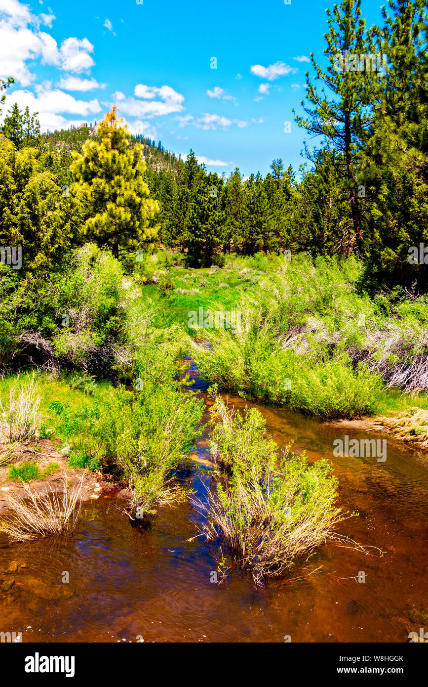 Creek flowing through green meadow with green grass and bushes into ...