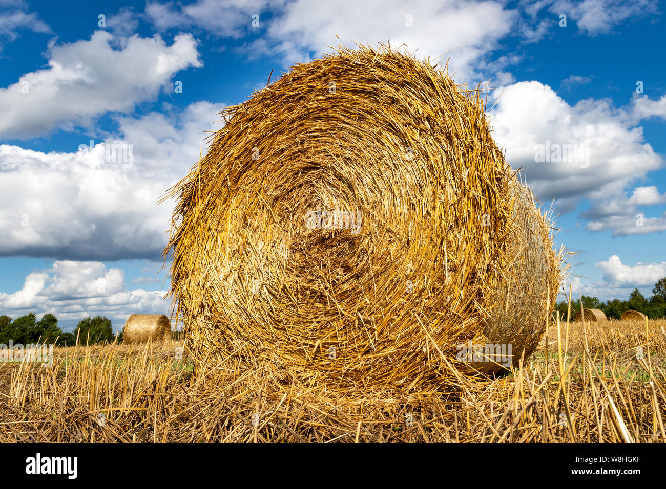 Straw pressed into round sheaves. Straw after mowing in bales in the ...