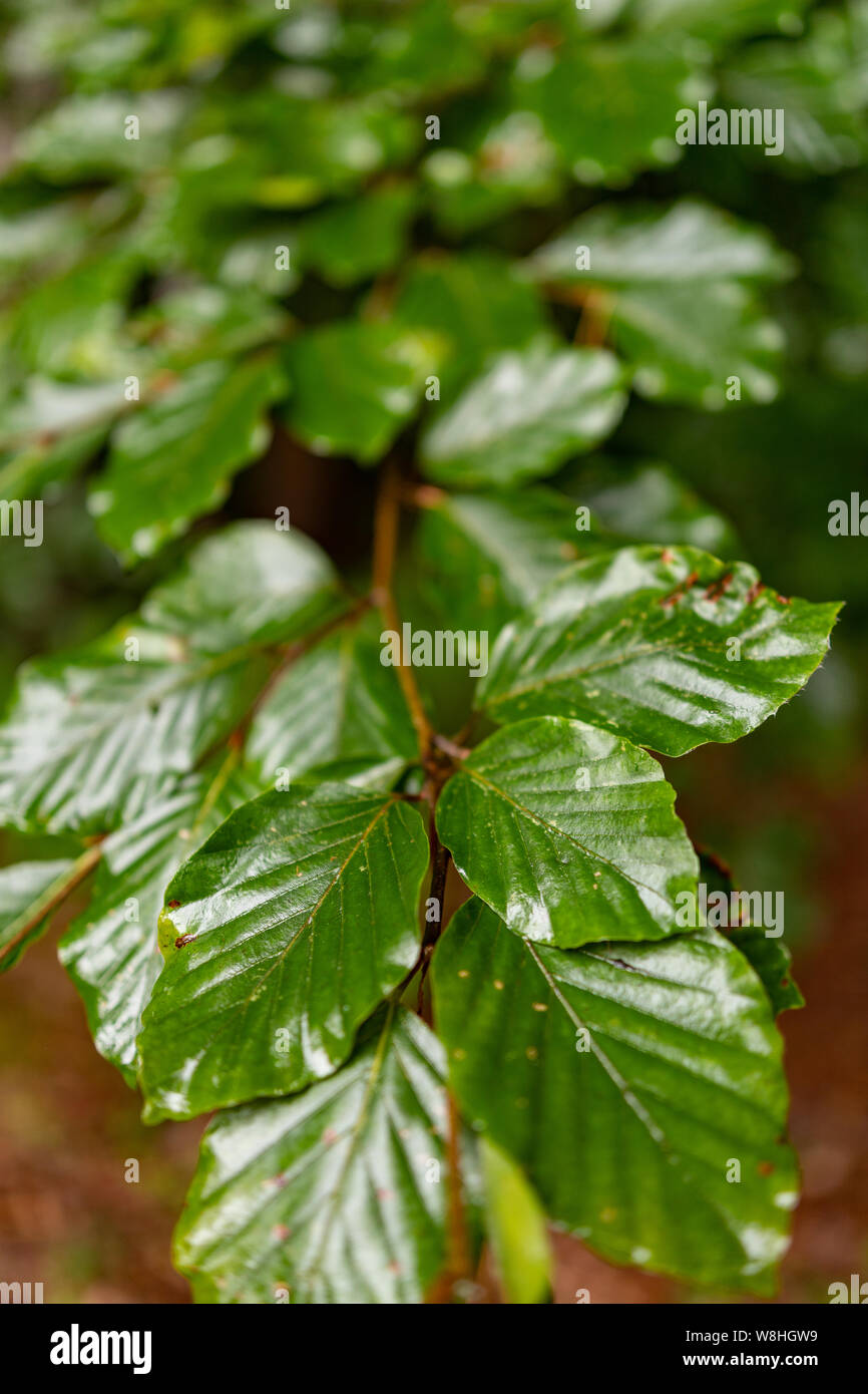 Leaves dewy with rain drops. Lush green leaves beech tree leaves ...