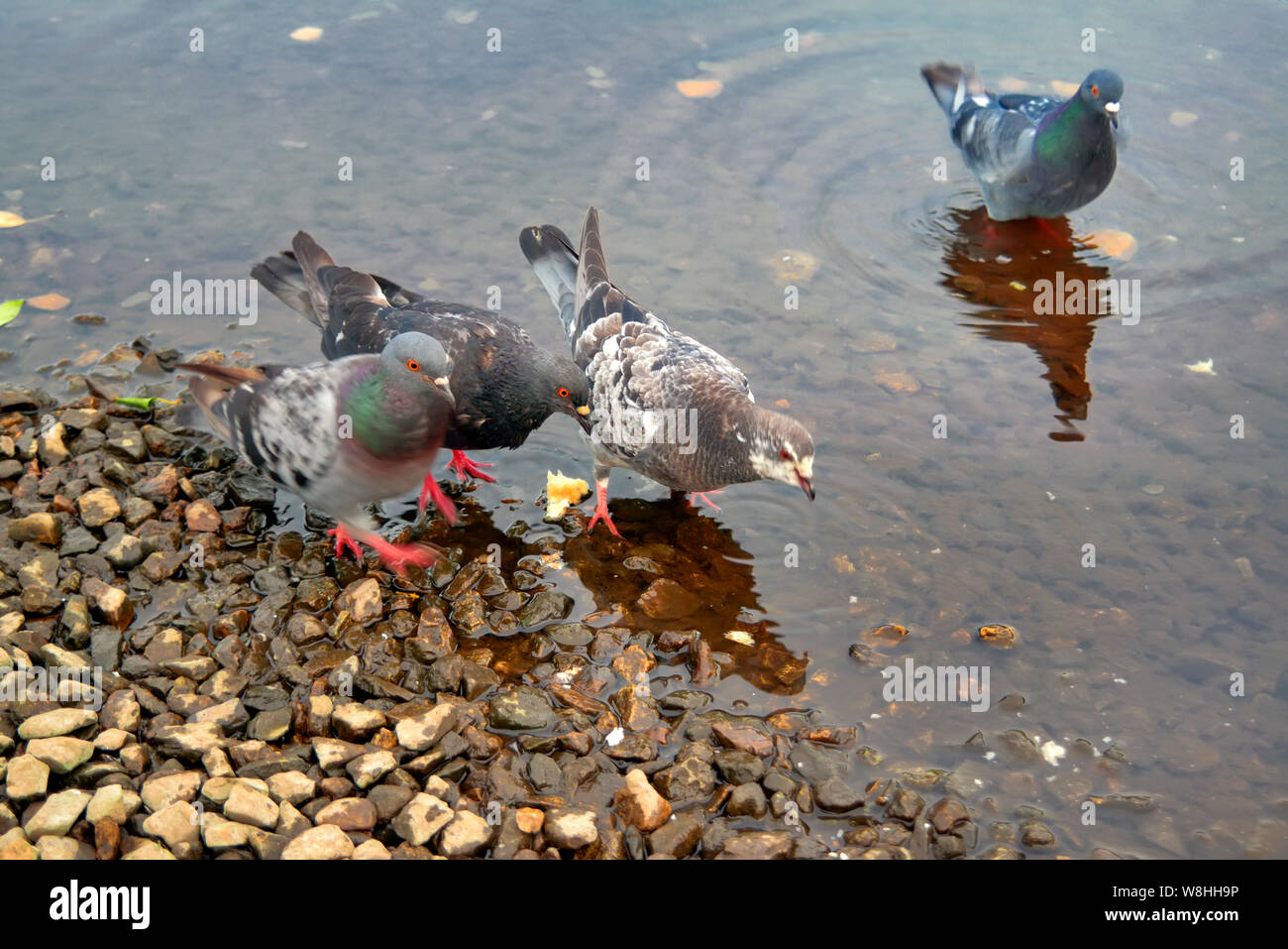 Pigeons is fishing a fish in the park river. Close up Stock Photo - Alamy