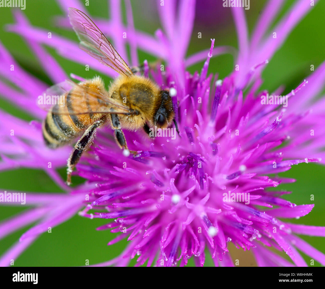Robin With Bug High Resolution Stock Photography and Images - Alamy