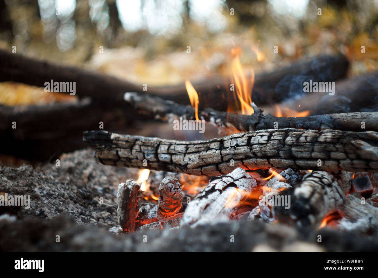 Close up of a burning bonfire in the forest, firewood and embers on ...