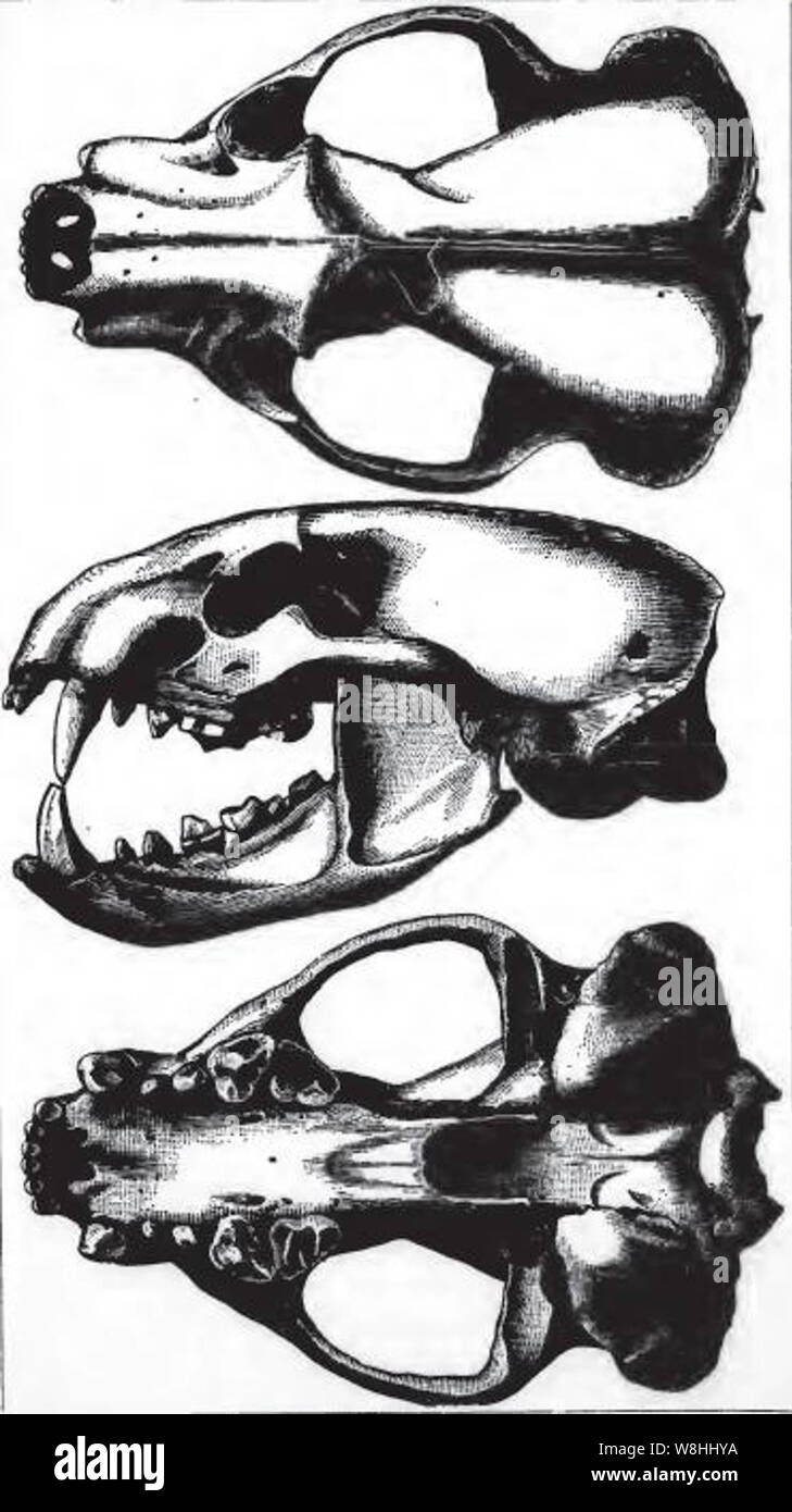 Badger Skull High Resolution Stock Photography and Images - Alamy