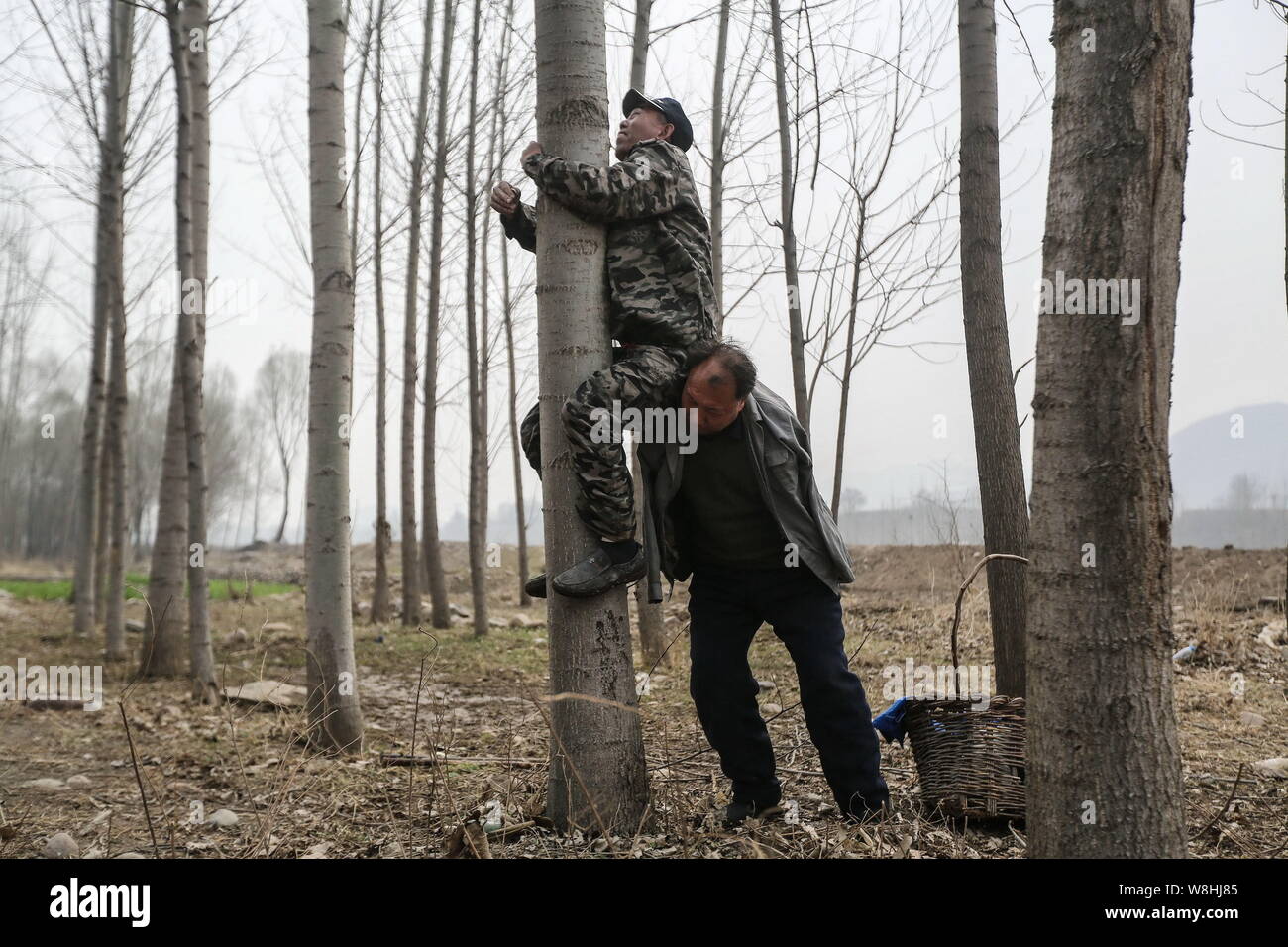 How to climb a tree hi-res stock photography and images - Alamy