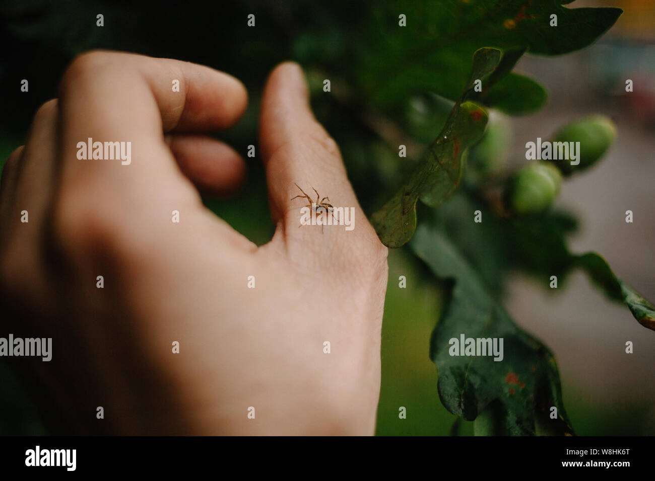 A small spider sits on the arm of a man who has overcome arachnophobia ...